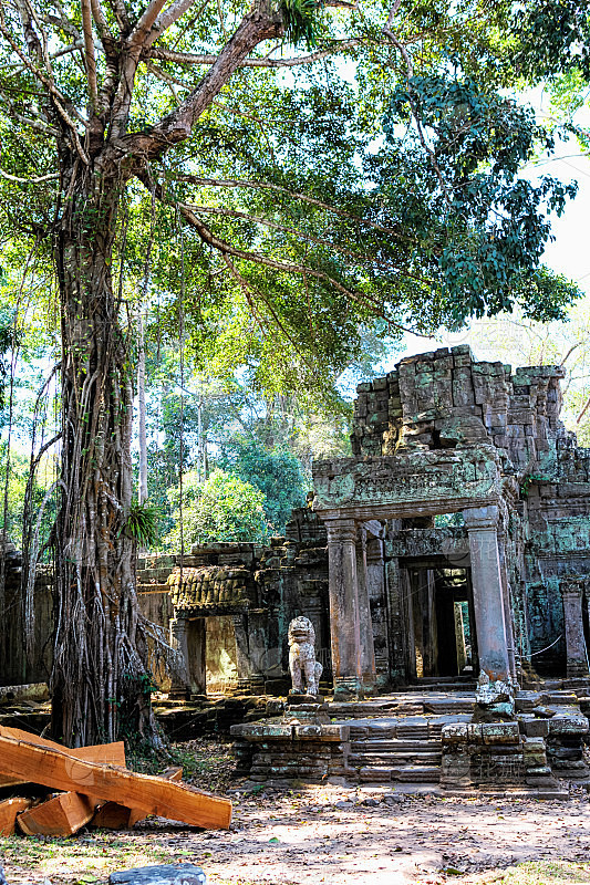 柬埔寨暹粒附近的Prasat Ta Prum或Ta Prohm寺庙建筑群。