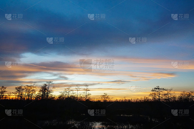 日落时的棕榈树和电线