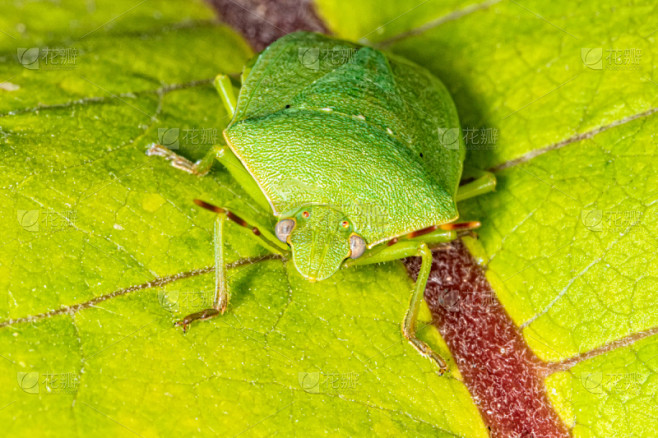 Green Shield Bug,叶子,伪装