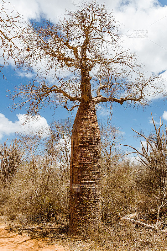 猴面包树和大草原
