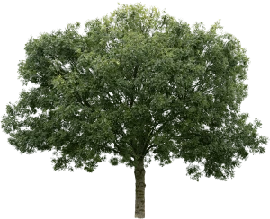 meye fraxinus excelsior cut out tree in png-花瓣网