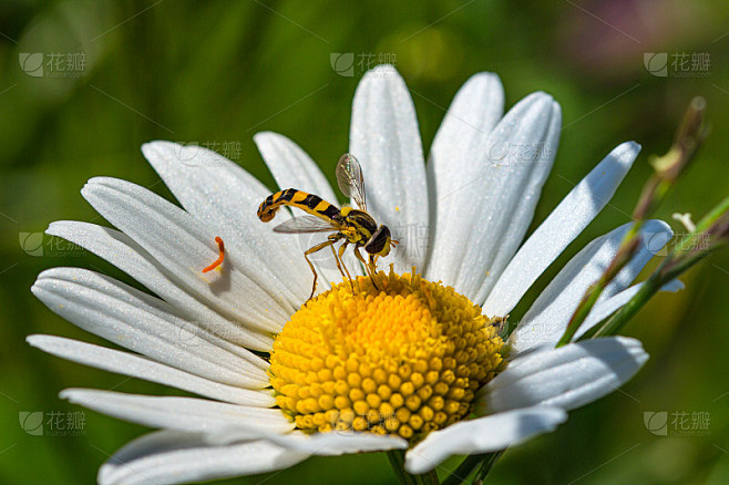 高山草甸春季雏菊开花时，食蚜蝇(食蚜蝇科)对其的影响;彩色微距与模糊的散景背景