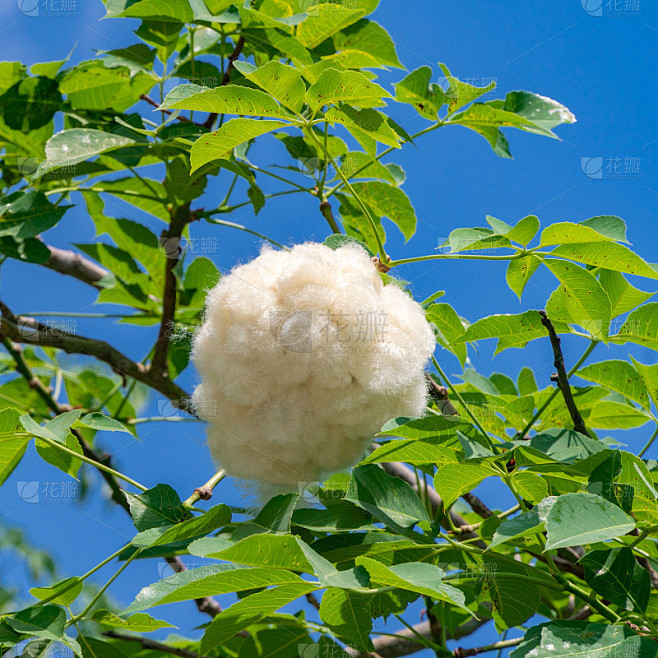 树枝上的猴面包树花