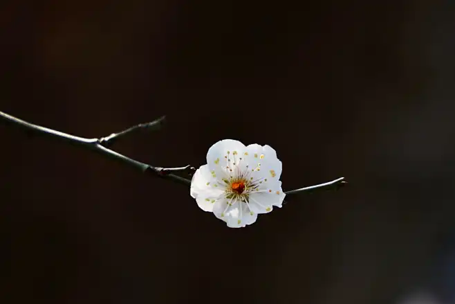白色梅花-花瓣网
