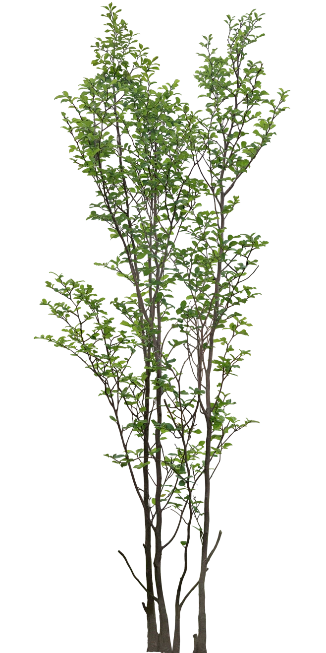 姫沙罗2-(1,2)-J-花瓣网