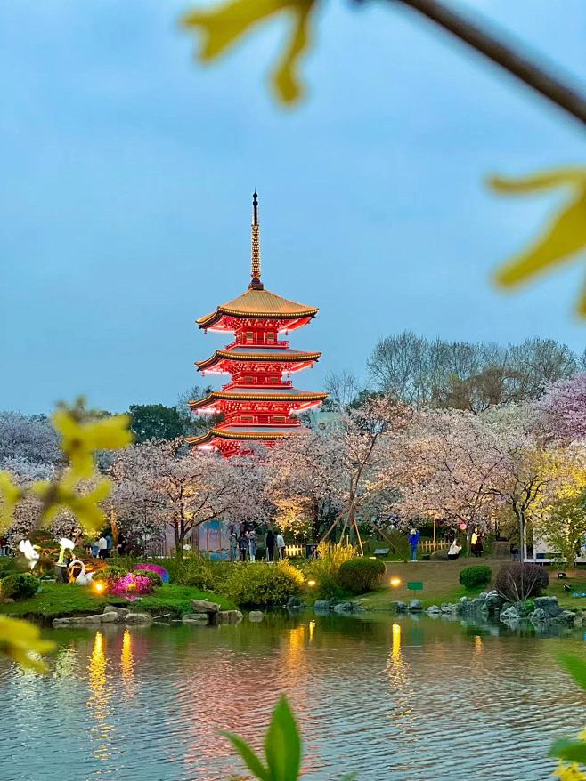 20230318-武汉-东湖樱花园