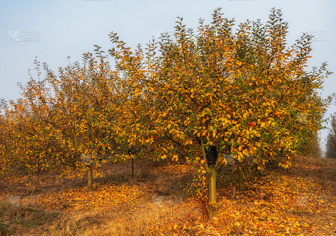 秋天的苹果树在收获之前