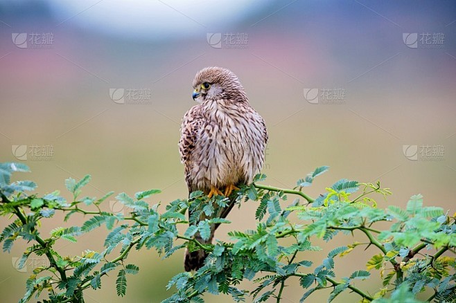 普通Kestral。