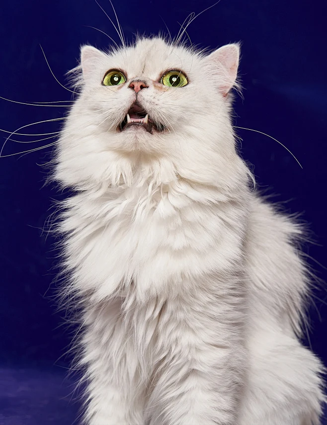 猫猫摄影 projects | Behance 上的照片、视频、徽标、插图和品牌-花瓣网