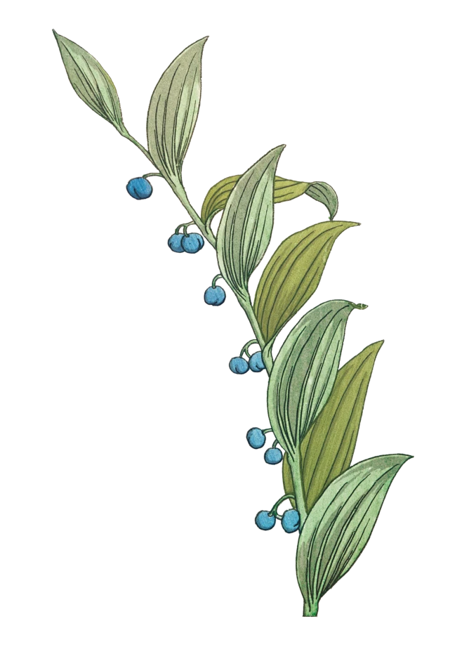 YUKI-MPV插画植物 (92)-花瓣网