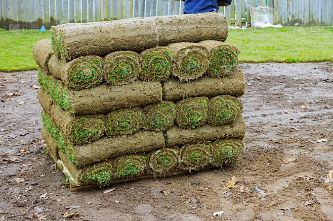 草皮堆草卷为草坪鲜草装饰景观设计