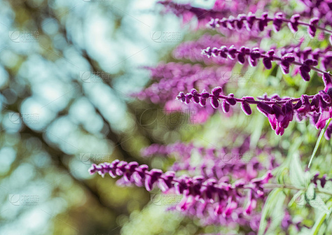 花园里有紫色的花