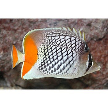 Pearlscale Butterfly