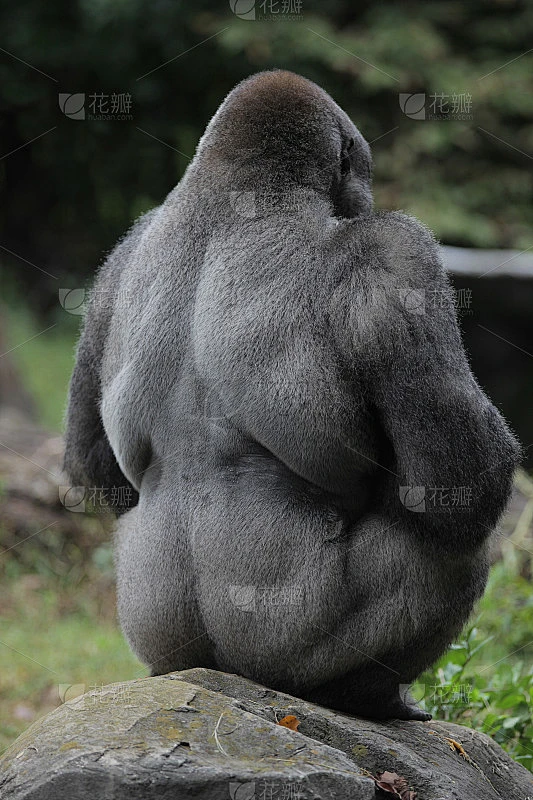 一只雄性大猩猩的背部素材-花瓣网