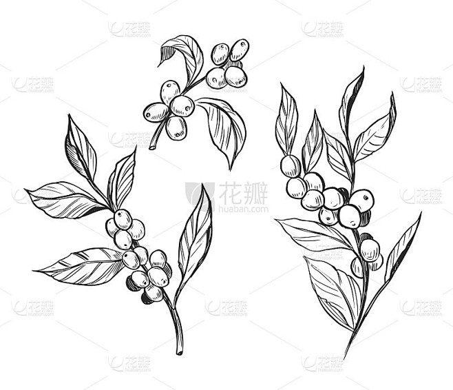 咖啡树。用咖啡豆做树枝。手绘草图。向量