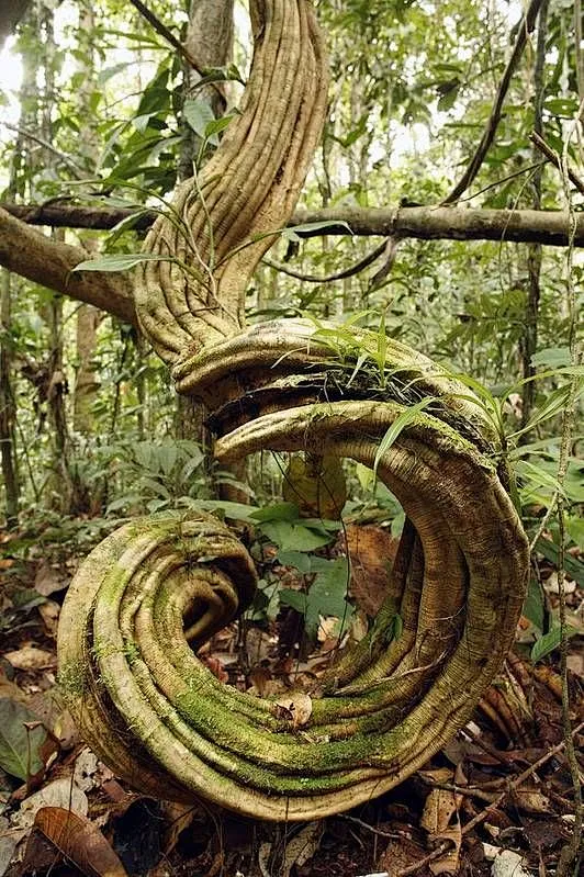 Rainforest Undergrowth Art Print by Dr Morley Read; 打开新的标签页-花瓣网