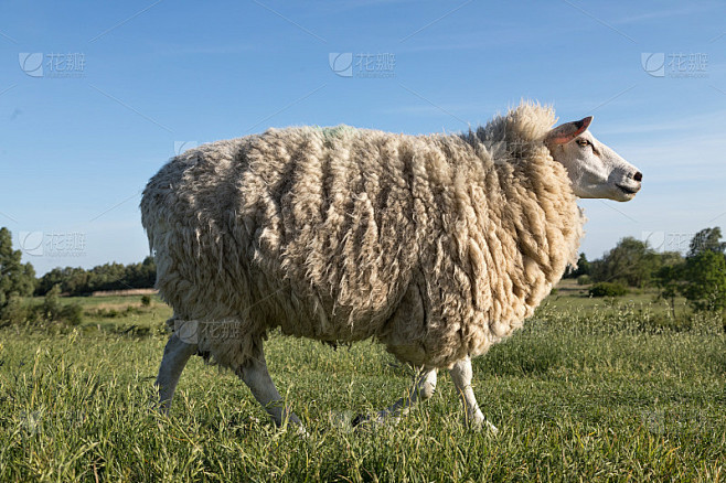 Woolsheep