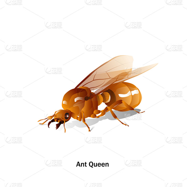 ants queen