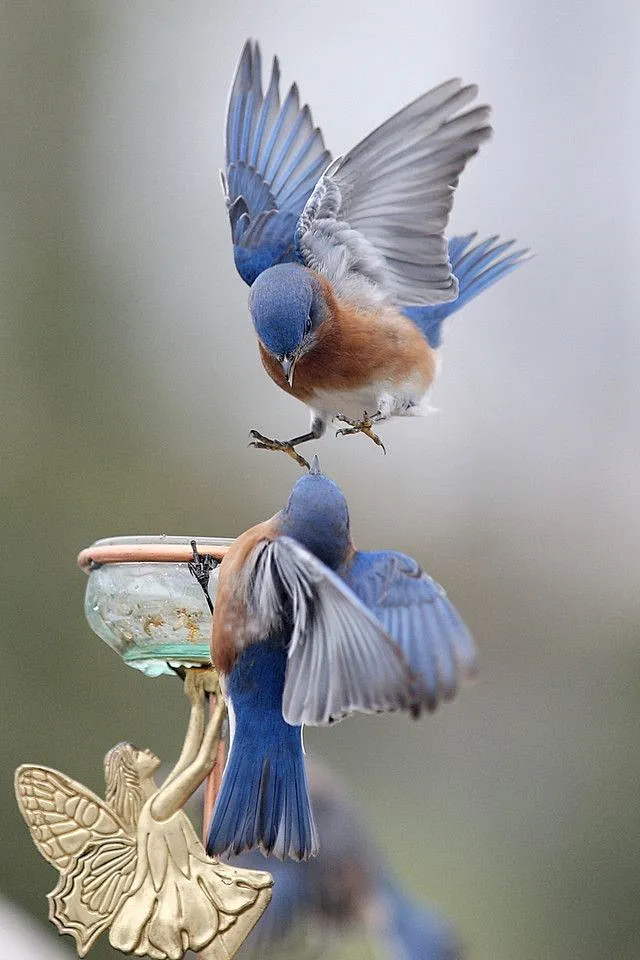 Bluebirds - GardenWeb-花瓣网