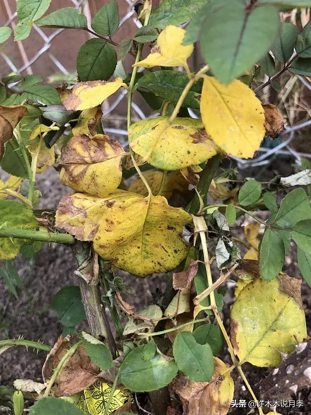 src=http___nimg-花瓣网