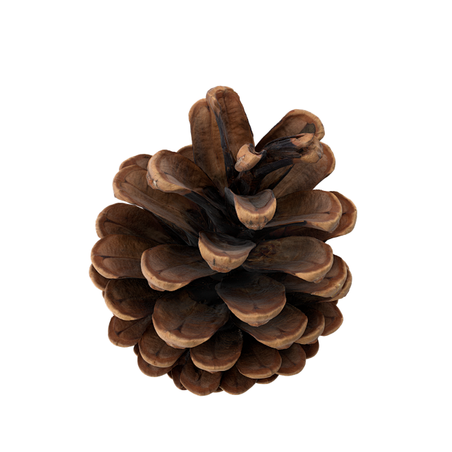 Pine Cone