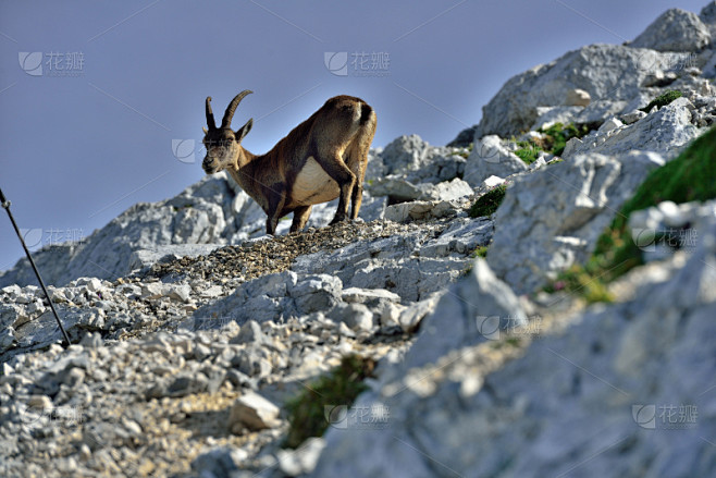 阿尔卑斯山巨角山羊,意大利,黛安娜公主,褐色,水平画幅,julian alps,无人,野外动物,雌山羊,户外