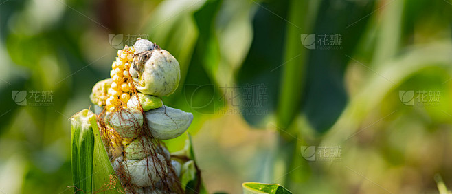 玉米黑粉病。黑粉菌属maydis疾病。玉米穗轴感染玉米黑穗病，降低了农业玉米产量。玉米黑穗病，真菌，