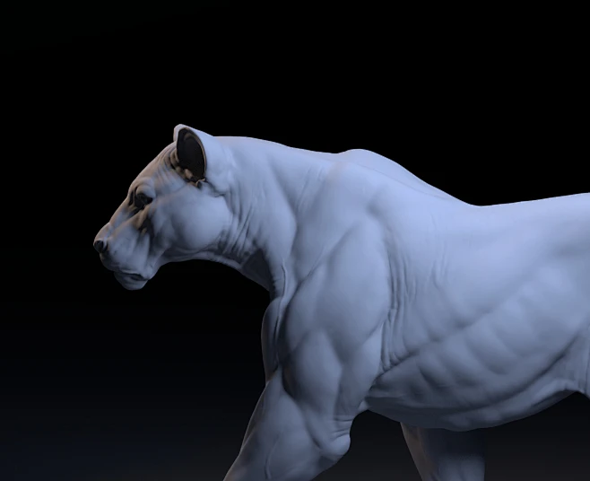 lion anatomy-花瓣网