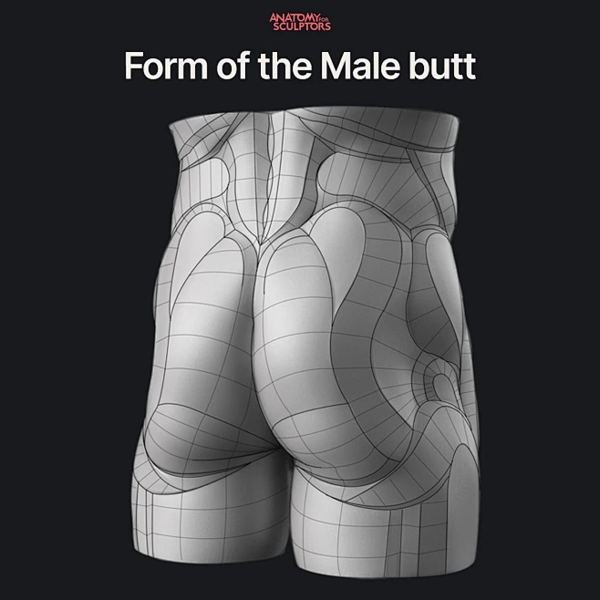 Form of the Male butt-花瓣网
