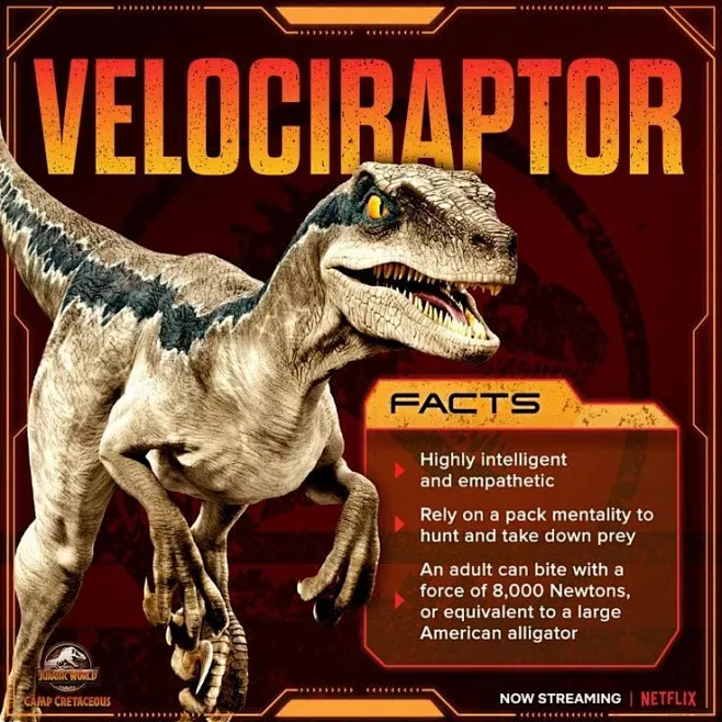 an image of a velociraptor poster with information about the dinosaur-花瓣网