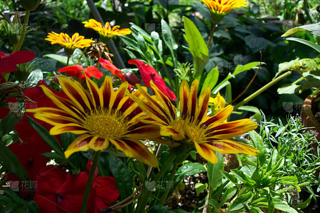 P.Spring橙色专辑