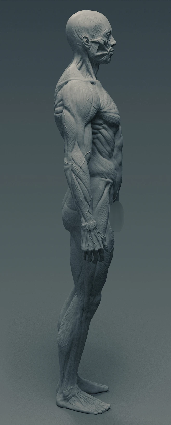 Ecorche, Ricardo Rocha : Ecorche project, result from many anatomy ...