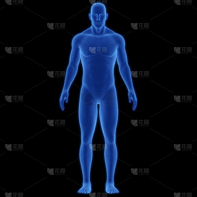 人体男性肌肉解剖素材-花瓣网