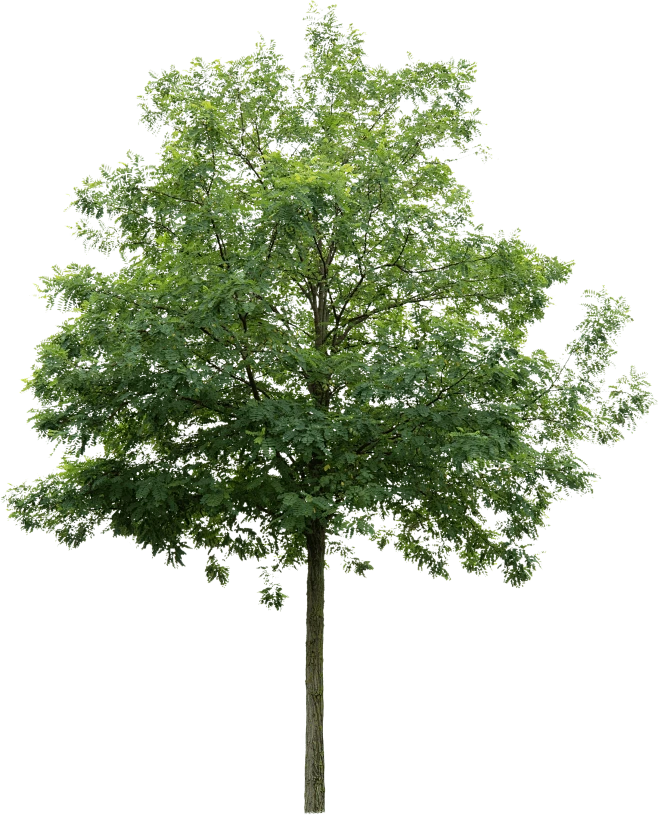 meye robinia pseudoacacia cut out tree in png-花瓣网