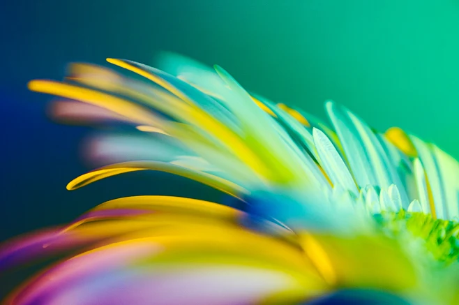 ABSTRACT FLOWERS Photography : Série : Abstract Flowers2019Wallpaper-花瓣网