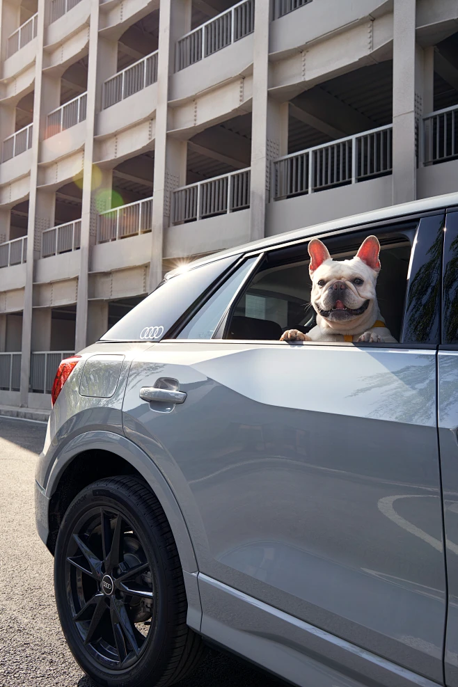 AUDI+萌宠-花瓣网