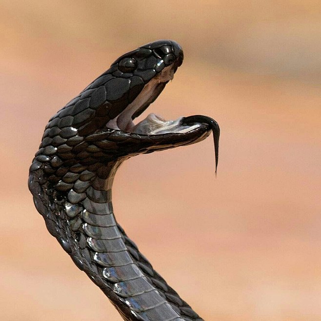 オレは败北を知らない。