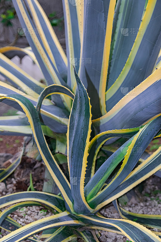 American aloe, Agave americana marginata