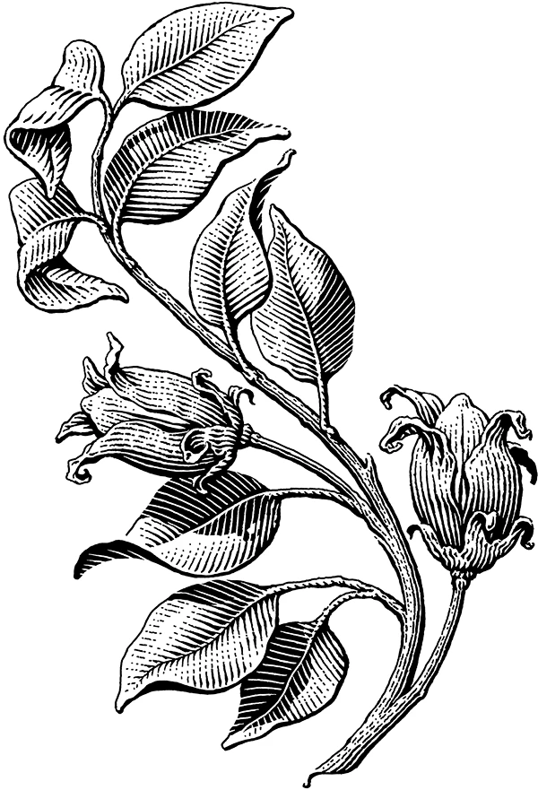 Plants : Scratch board illustrations of plants. The style is similar to ...