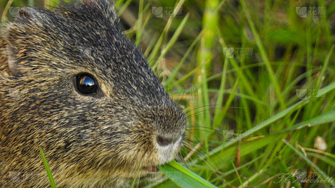 prea (Cavia aperea)