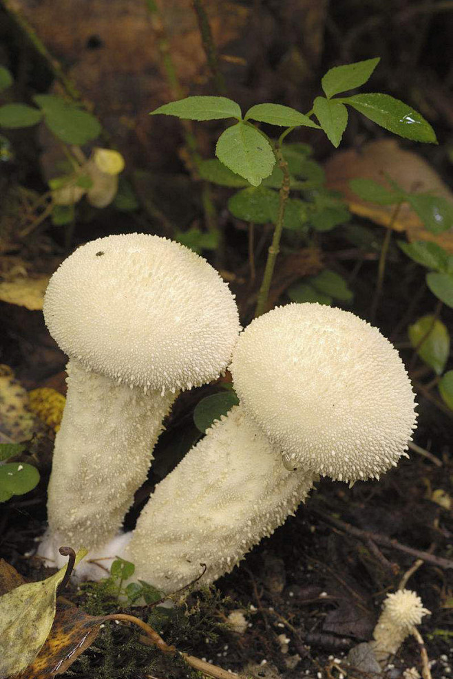 马勃菌目 （学名：Lycoperdales），腹隔担子菌纲的一目，为真菌类生物，学名叫马勃，成熟的马勃一般比成人的拳头略小。因形状、颜色酷似马 ...