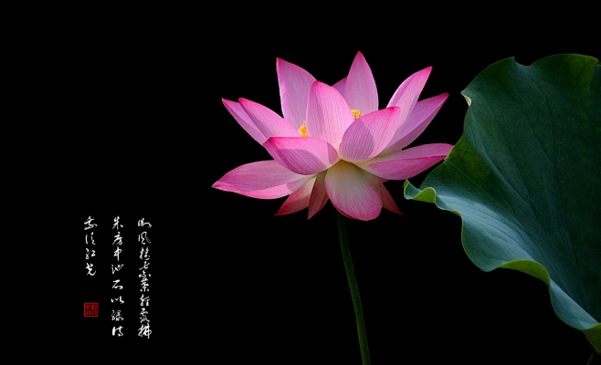 荷花壁纸高清的搜索结果 百度图片搜索 花瓣网