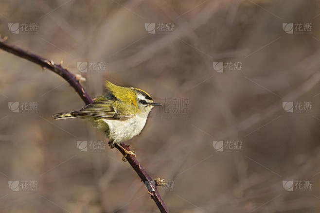 Firecrest