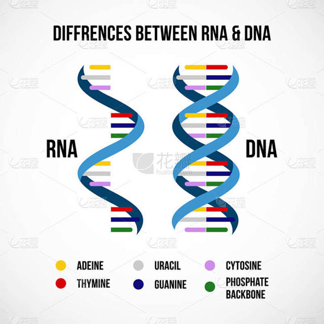 dna 和 rna 载体科学图标螺旋之间的差异