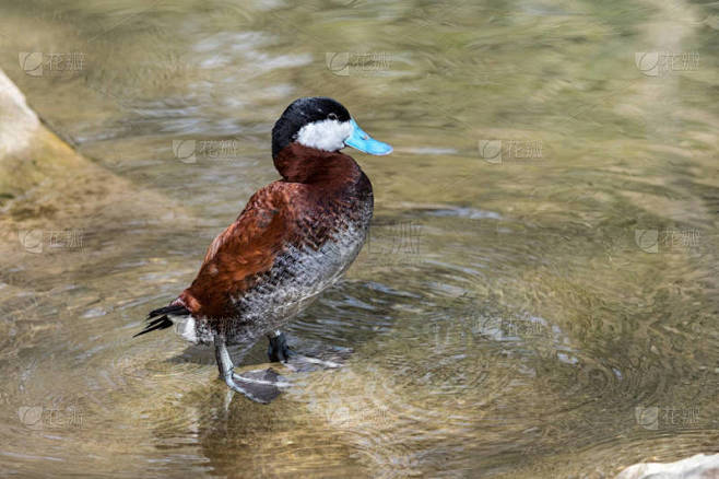 鲁迪鸭（Ruddy Duck，Oxyura jamaicensis）是一种产于北美的鸭，也是一种硬尾