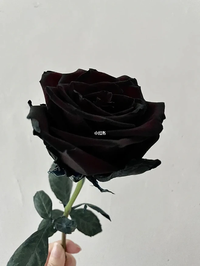 Flowers｜·black rose·-花瓣网
