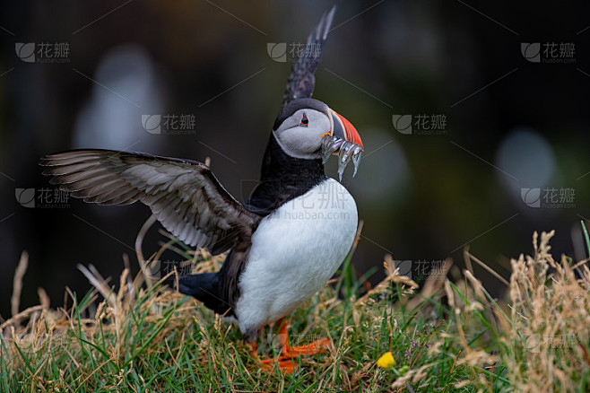 Cute Atlantic Puffin with small fish in its beak