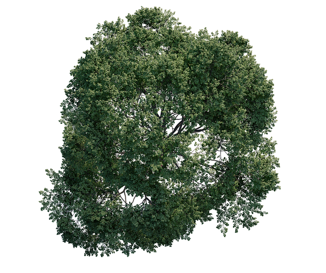 TREE_PLAN__8