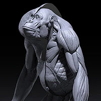 Revised Chimpanzee Anatomy model 1/6th scale, Jun Huang : Revised ...