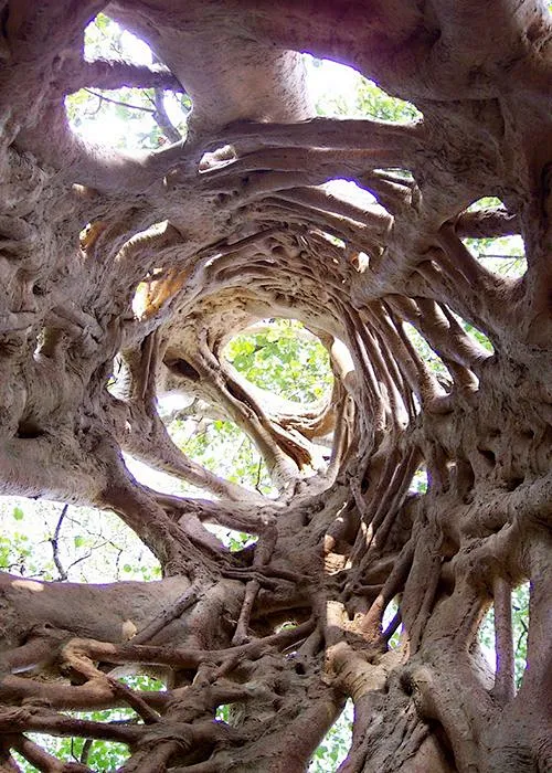 This may contain: the inside of a tree that is very large and has many ...